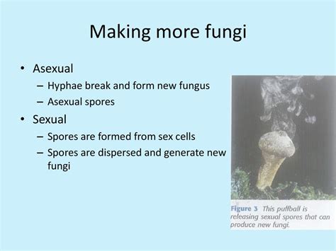 Fungi Ppt Download