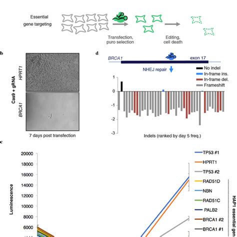 Hap1 Cell Line Optimizations For Saturation Genome Editing To Assay