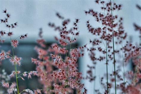 무료 이미지 나무 자연 분기 겨울 잎 서리 봄 가을 식물학 플로라 시즌 벚꽃 작은 가지 동결 매크로 사진 3963x2642 201294
