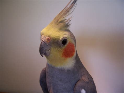 Gray Cockatiel With Yellow Crest And Orange Cheek Patches Free Stock