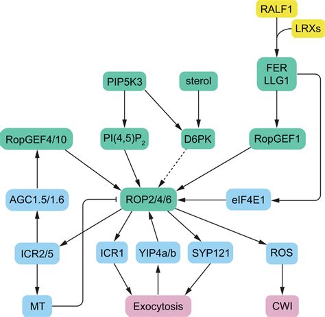 Rop Signaling In Root Hairs Rop246 Are The Major Rops For Polarity