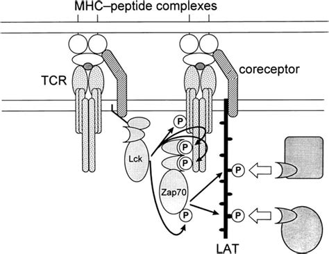 Model For The Role Of Coreceptor Associated Molecules In Tcr Signal Download Scientific Diagram