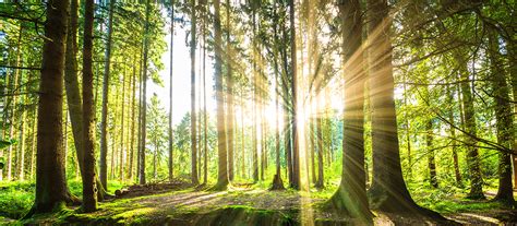 Trees Help Clean Our Air Boutte Tree