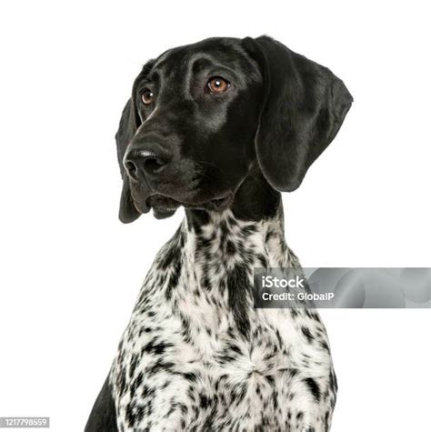 독일 의 짧은 머리 포인터 강아지의 클로즈업 5 개월 된 흰색에 고립 저먼쇼트헤어포인터에 대한 스톡 사진 및 기타 이미지 저먼쇼트헤어포인터 개 스튜디오 촬영 Istock