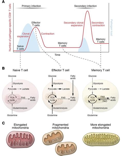 Memory T Cells