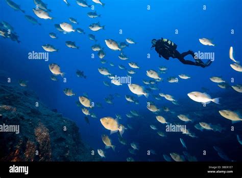 Grey Triggerfish Gray Triggerfish Balistes Capriscus Schooling And