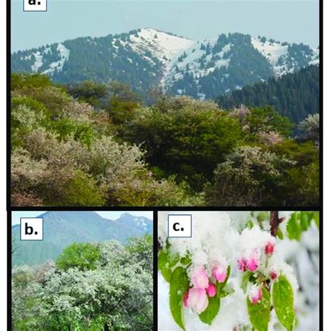 M Sieversii During Spring Native Range A Montane Habitat Of Malus Download Scientific
