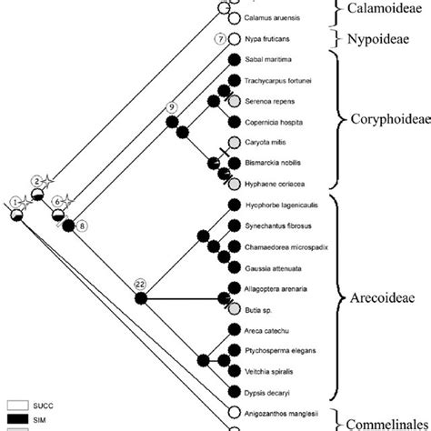 Optimization Of Cytokinesis Evolution Using The Maximum Likelihood Ml Download Scientific