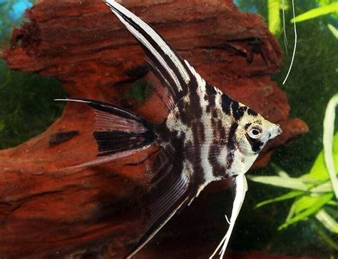 Marble Angel Fish Ecotropicals Partnership
