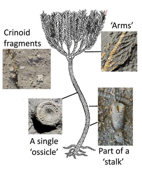 Fossil Identification Guide The Burren And Cliffs Of Moher Unesco