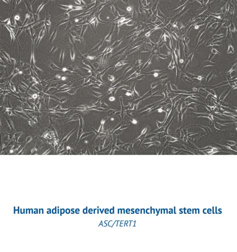 Asctert1 Human Adipose Derived Mesenchymal Stem Cells