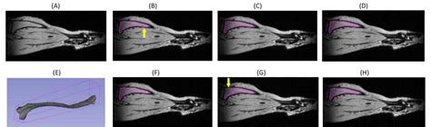Examples Of Mouse Tibia Segmentation Contours Magenta For