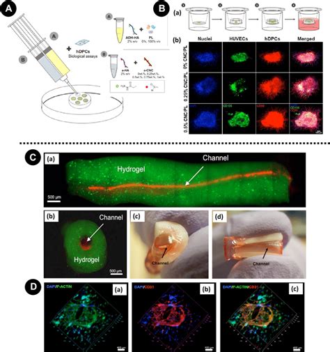 A Schematic Representation Of The Proposed In Situ Cross Linking System Download Scientific
