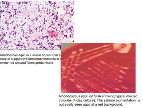 Vets3010 Rhodococcus Equi And Erysipelothrix Flashcards Quizlet