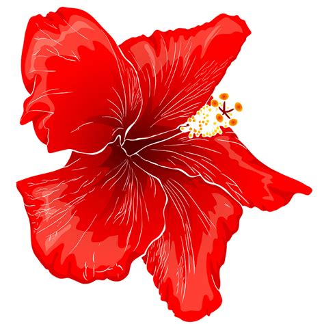 ハイビスカスのイラスト 無料画像 2