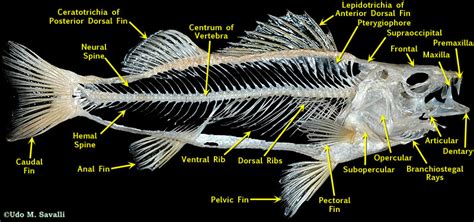 Bony Fish Anatomy