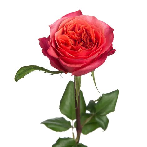 Roses 50cm Dark X Pression Savannah Flowers Corp