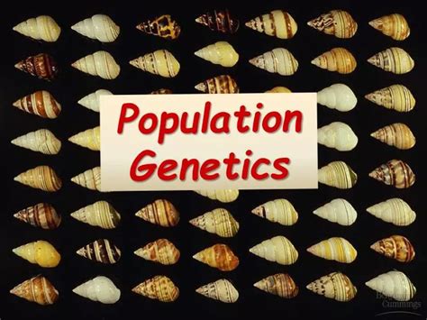 Ppt Population Genetics Powerpoint Presentation Free Download Id