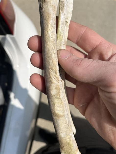 help id please found a week ago gf said weird stuff has been