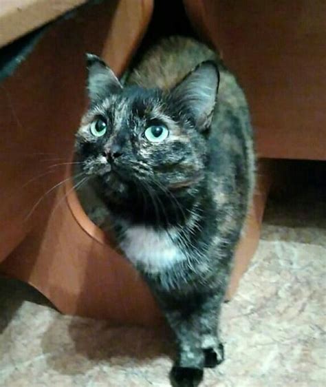 Ищем дом для кошечки Кошечка спокойная воспитанная ласковая Стерилизована Ходит в лоток от