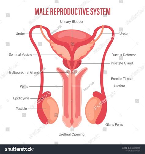 Male Reproductive System Icon Description Isolated Stock Vector