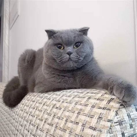请问大家英短蓝猫在国内是什么价格？ 知乎