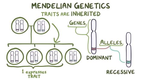 Genetic Equilibrium Example
