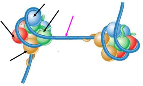 Chapter 10 Molecular Structure Of Chromosomes And Transposable Elements Flashcards Quizlet