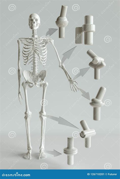 Joint Types With Fixed Hinge Or Ball And Socket Connections Outline