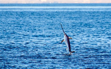 Whats The Difference Between A Swordfish And A Marlin