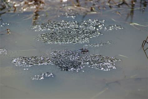 Spawn Sex Act Stock Photos Free Royalty Free Stock Photos From Dreamstime