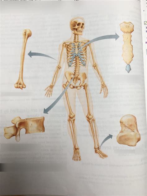 Bone Shape Diagram Quizlet