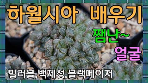 다육이 종류 다육식물 분갈이 키우기 하월시아 백제성 밀러블 블렉메이저 Youtube