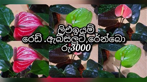1117👉රූ 3000 කට මේ ඔක්කොම 0764090776☎️ නීරෝගි ගස් ඔක්කොම ඔයාට Youtube