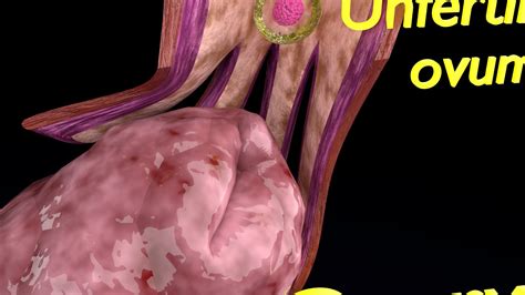 Fertilization Stages Of Ovum 3d Turbosquid 2216014