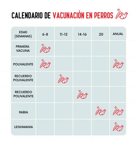 Vacunas Perro Tomvets Veterinario A Domicilio En Barcelona