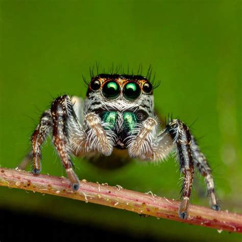 Curious Jumping Spider With Emerald Fangs Stock Illustration