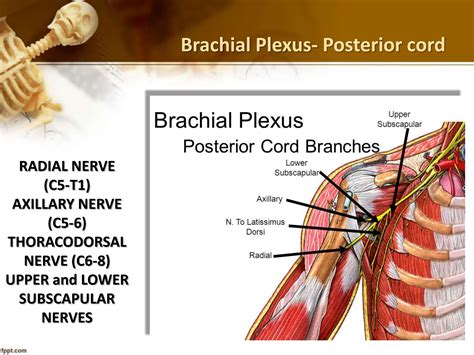 Axillary Fossa 12 7 23 Pptx