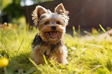 户外草地上欢乐玩耍的宠物狗狗高清图片下载 正版图片600796115 摄图网