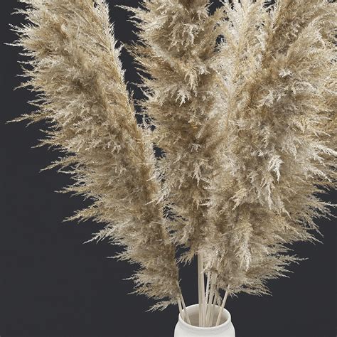Pampas Grass Ii Flippednormals