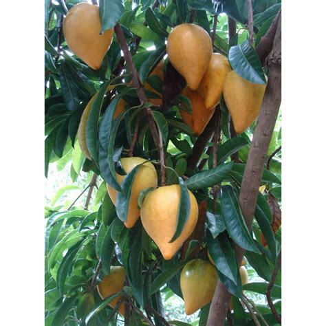 Jual Tanaman Buah Sawo Mentega Atau Alkesa Canistel Atau Campolay