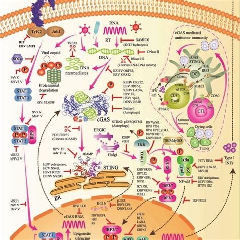 Cytosolic Nucleic Acid Sensors And Recognition Of Innate Immune