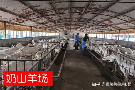 母羊怀孕了也不知道可以使用B超检查 知乎
