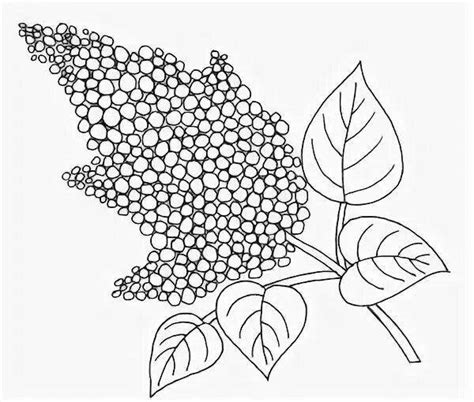 Раскраски Сирень Цветок 70 фото