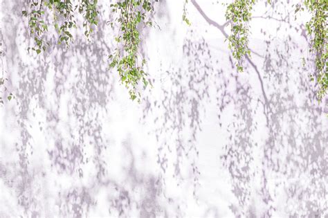 콘크리트 벽에 그림자 잎의 흑백 추상 적 배경 텍스트블랙과 0명에 대한 스톡 사진 및 기타 이미지 0명 가로수 계절 Istock