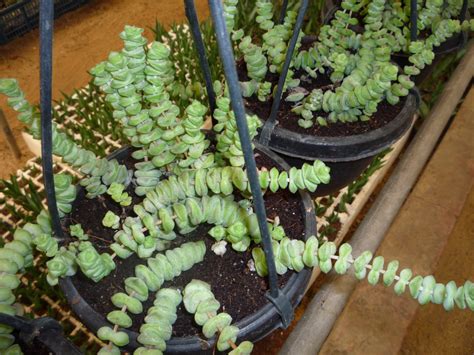 Rupestris Mazhar Botanic Garden