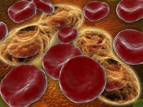 人体内部细胞组织图片 包图网