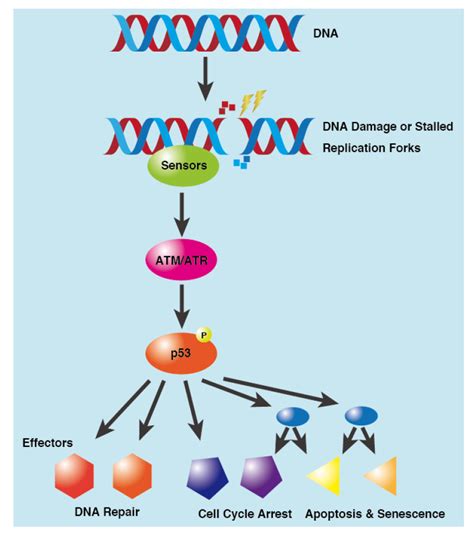 Signalling Pathway P53 At Samuel Truelove Blog