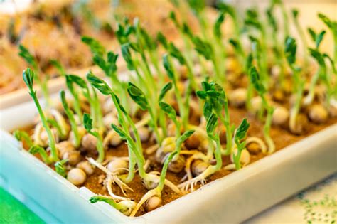 집에서 컨테이너에서 마이크로그린을 재배합니다 정원사는 채소밭이나 실험실에서 파슬리의 어린 묘목을 심습니다 가정 정원 가꾸기 용기에 싹을 틔운 콩 건강한 먹거리 재배 0명에