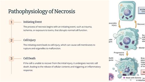Introduction To Necrosis Cell Death Necrosis Injury Infection Ppt